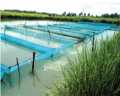 Showcasing MSMEs: Juan Algae by Algacon Aquafeeds Manufacturing ...